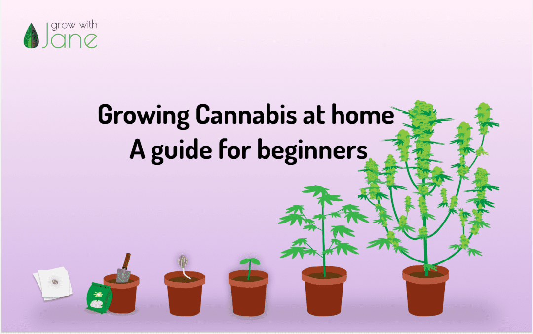 Growing Cannabis at home: a guide for beginners