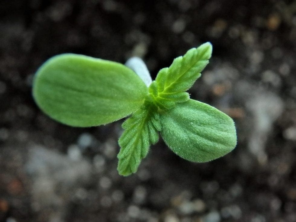 Cannabis seedling | How to fix stunted growth in plants
