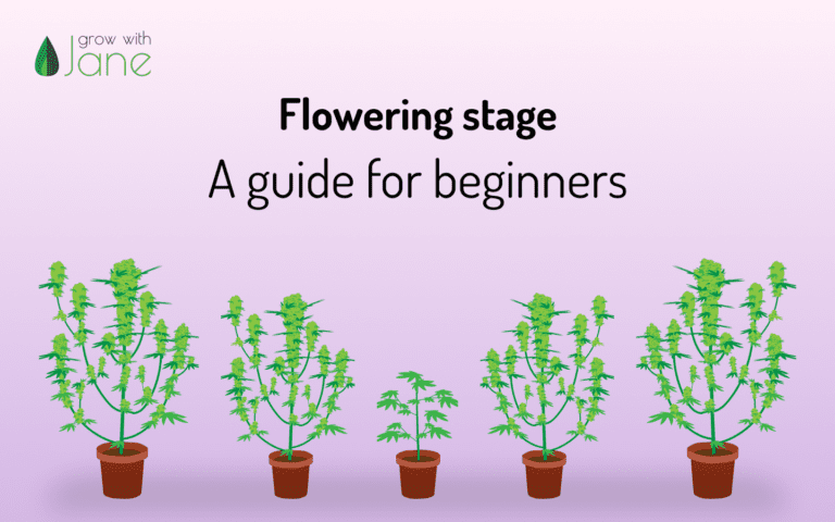 Flowering stage in Cannabis plants