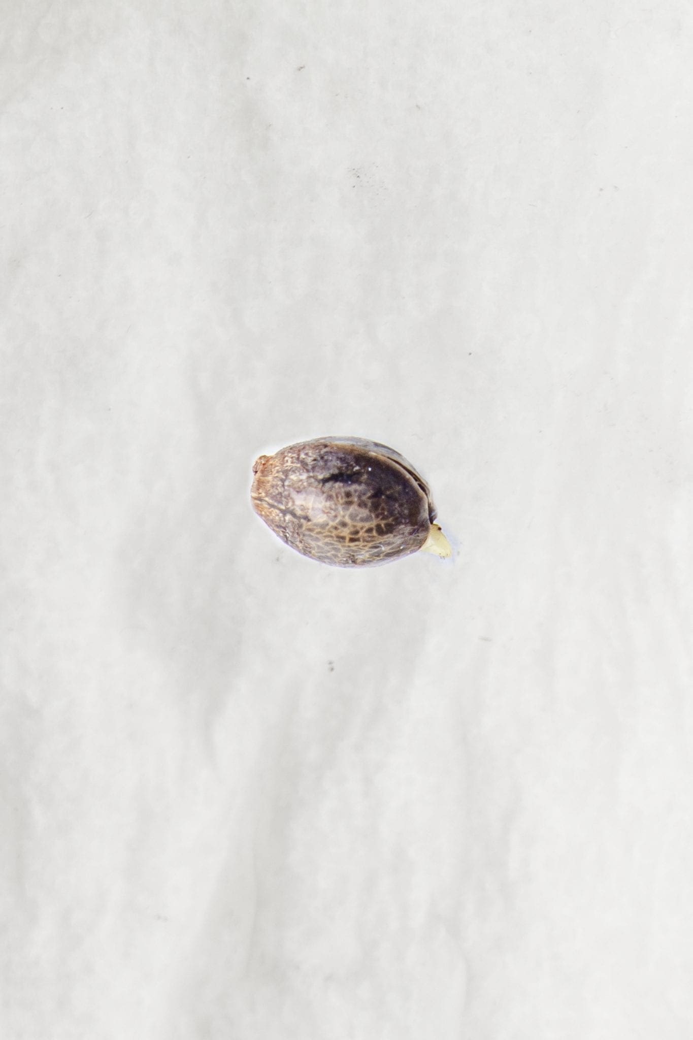 How to germinate Cannabis seeds: a guide for beginners