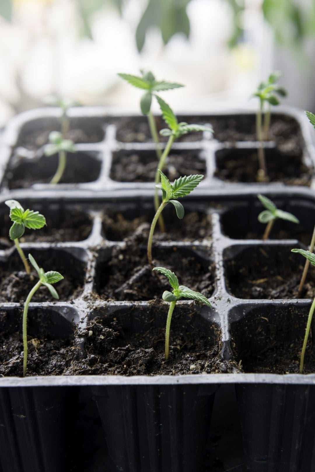 How to germinate Cannabis seeds: a guide for beginners
