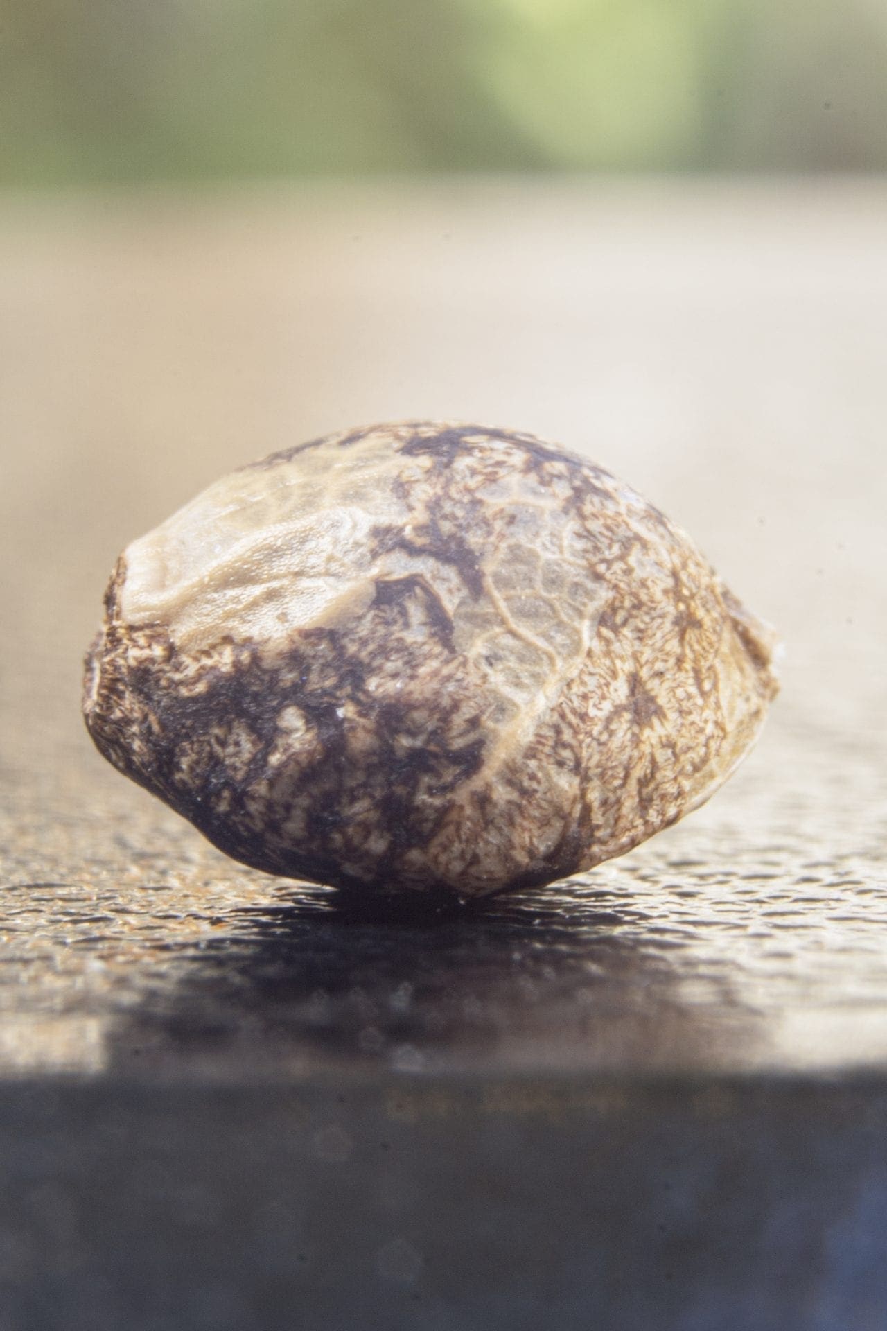 How to germinate Cannabis seeds: a guide for beginners
