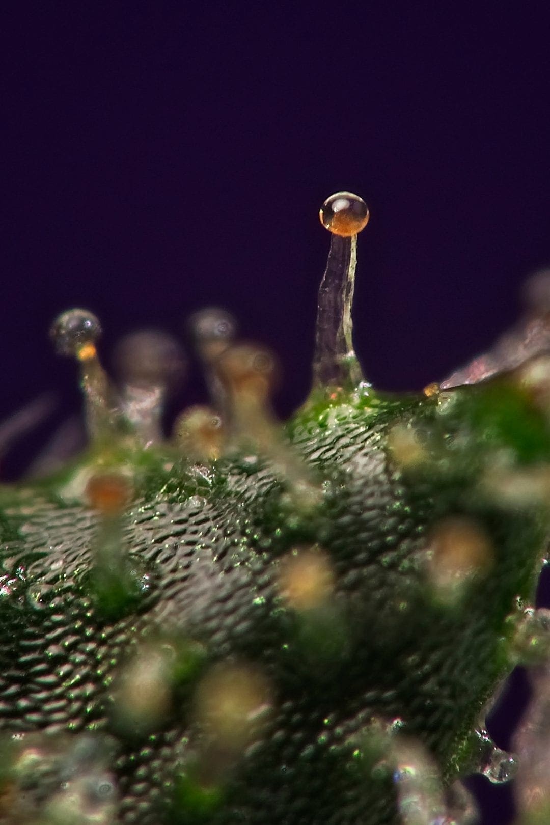 How to harvest Cannabis plants indoors: a guide for beginners