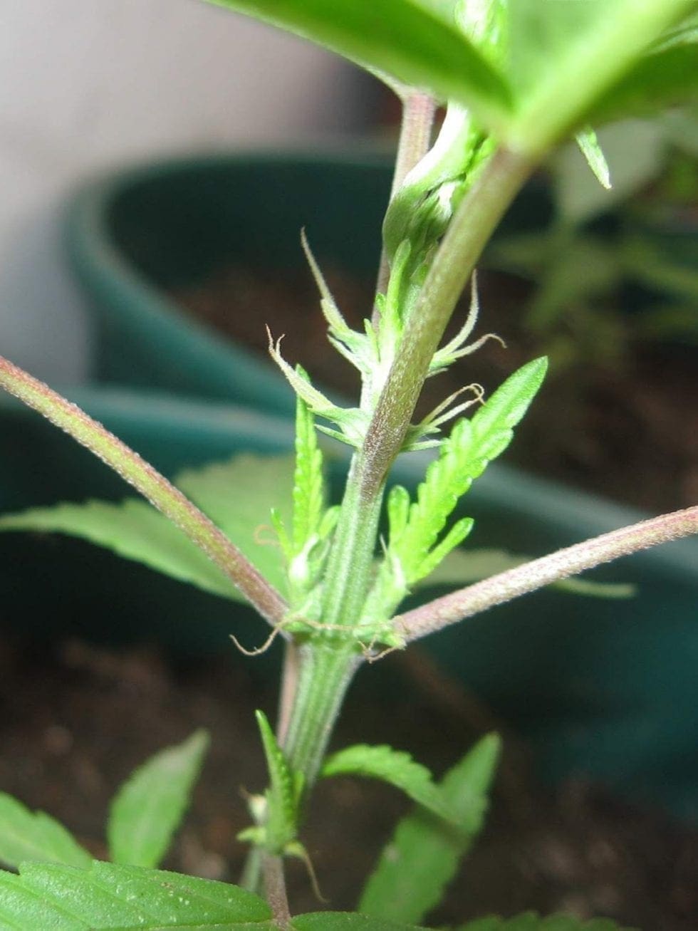 Identify male, female and hermaphrodite Cannabis plants