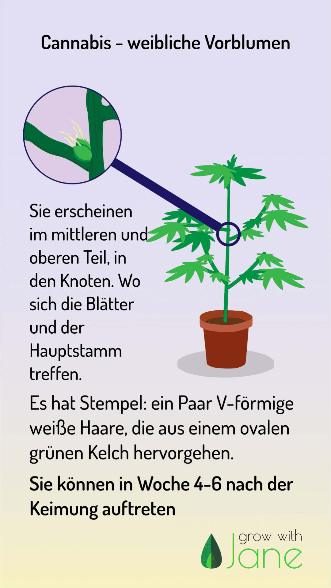 Bestimmung des Geschlechts Ihrer Cannabispflanzen