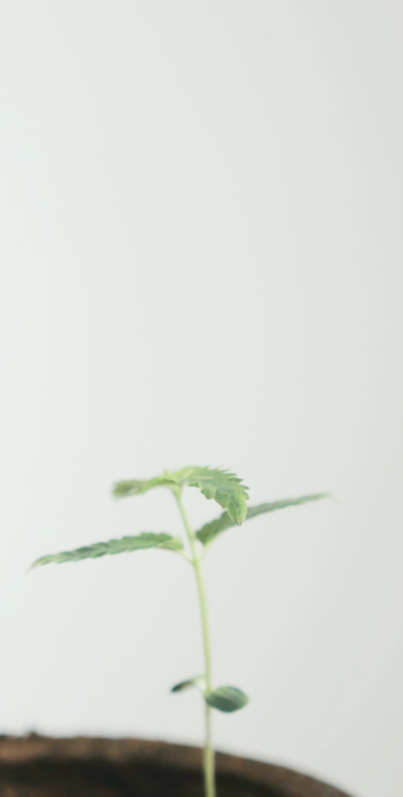 Cannabis seedling | How to fix stunted growth in plants