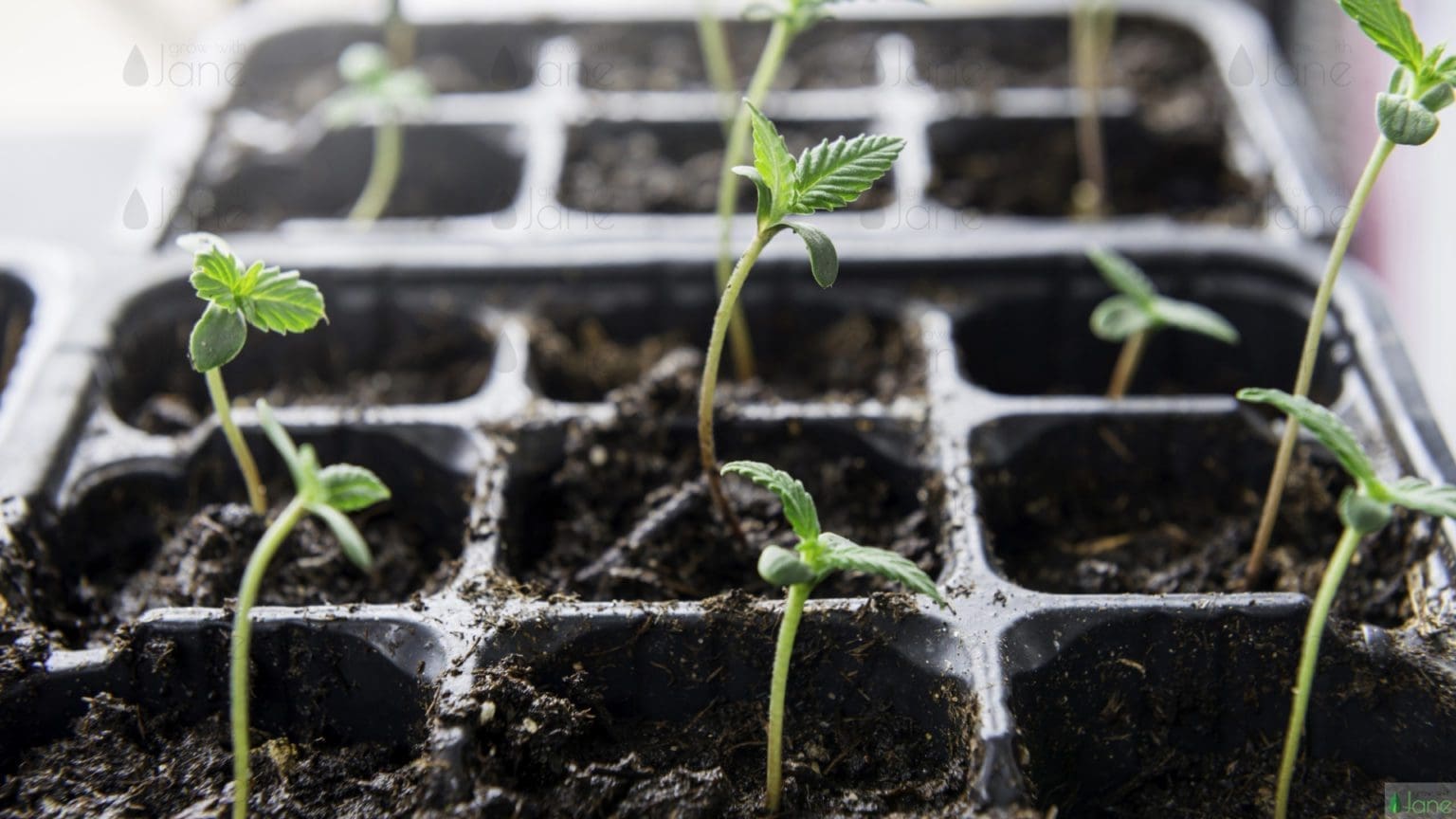 Cannabis seedling | How to fix stunted growth in plants