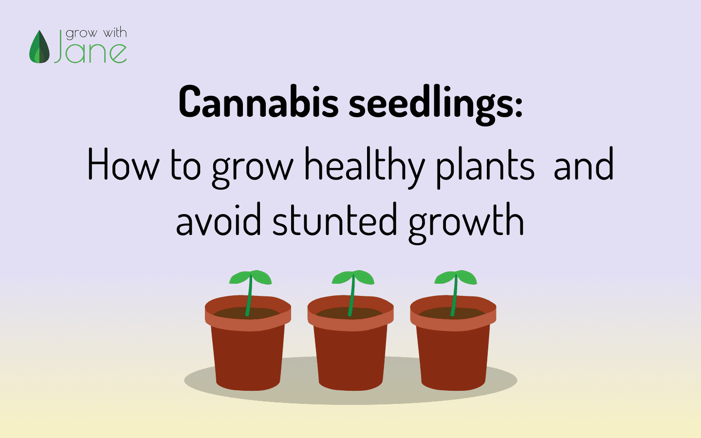 Understanding the Cannabis Seedling Stage - Grow with Jane