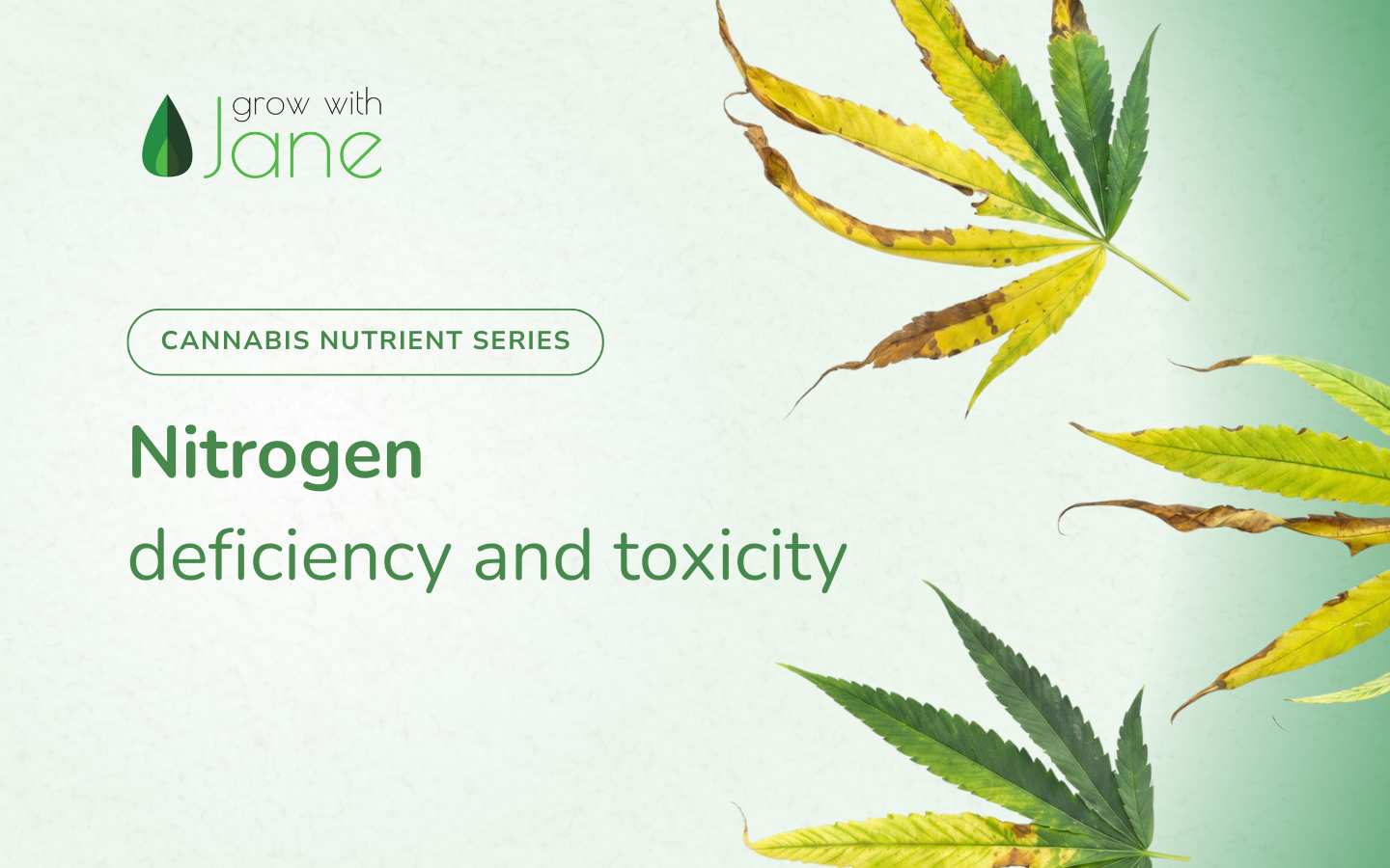 Nitrogen Deficiency and Toxicity – Cannabis Growing Guide