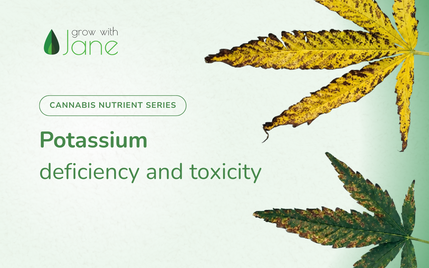 Potassium Deficiency and Toxicity - Cannabis Growing Guide